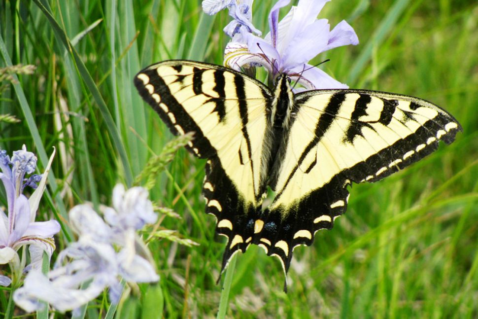 In Photos: Beautiful Butterflies of the American Deserts | Live Science