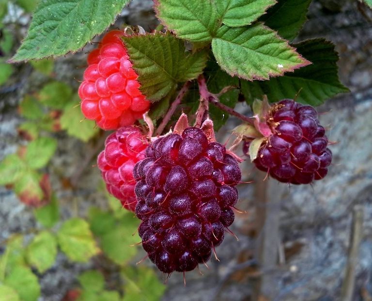 Loganberry Plant Care - Tips For Growing Loganberries In Gardens ...