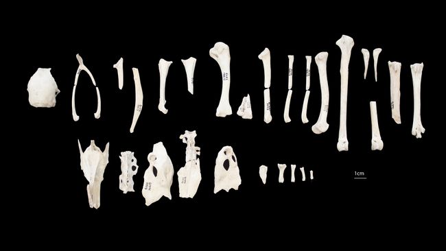 All hail the hen! Chickens were revered for centuries before they were ...