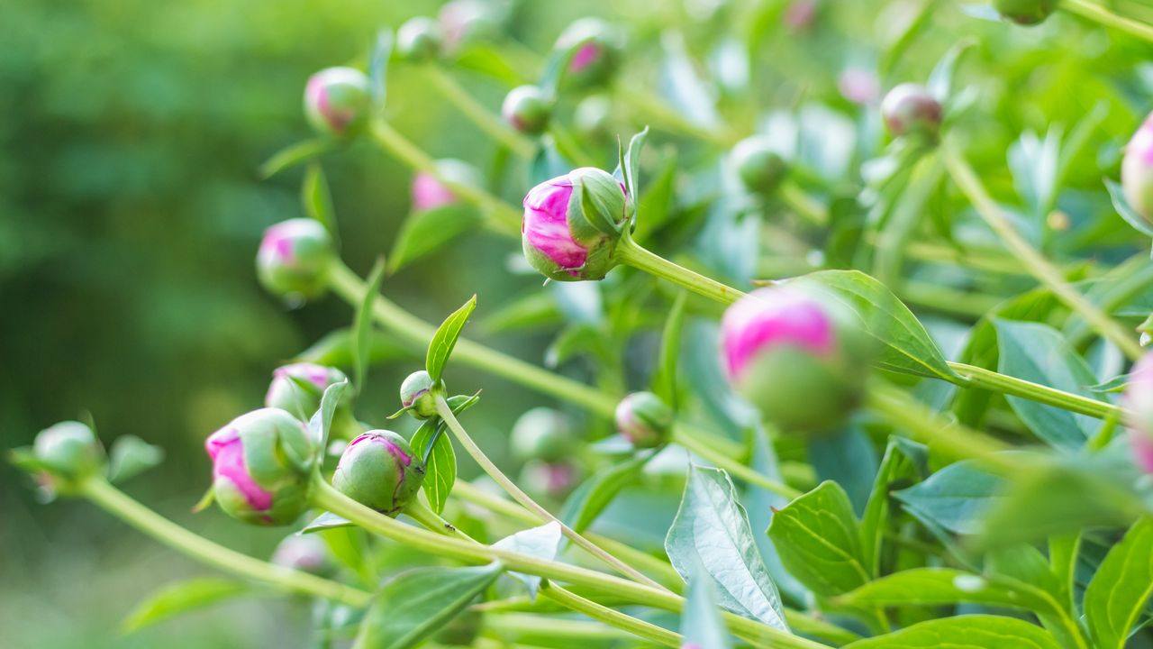 Peonies Not Blooming? 6 Reasons Why & How To Get More Blooms ...