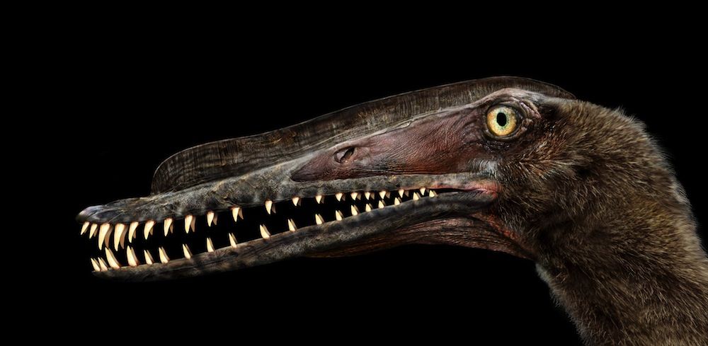 Photos: Ancient pterosaur eggs and fossils uncovered in China | Live ...