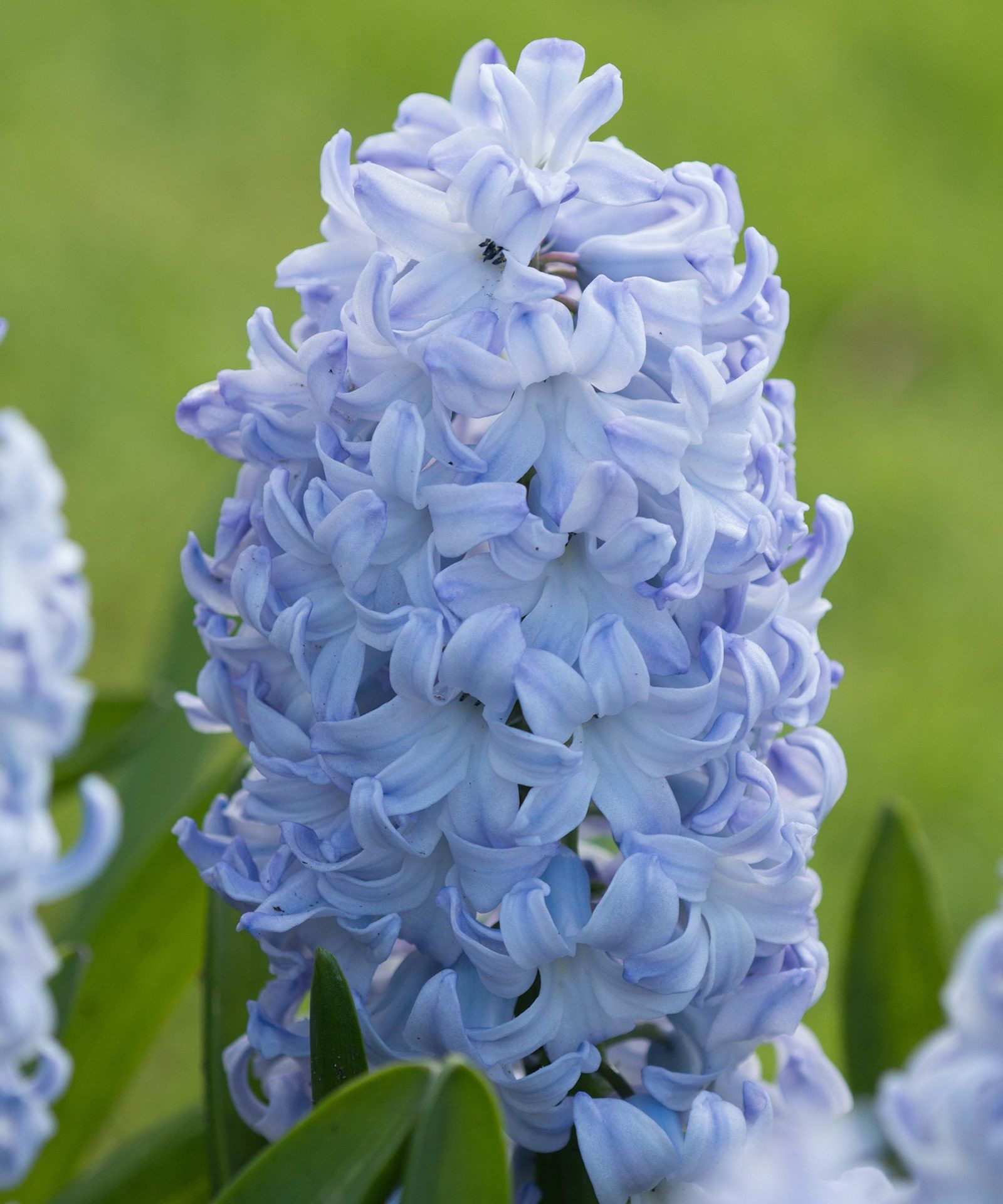 Best hyacinth varieties – 15 seasonal bulb choices | Homes and Gardens