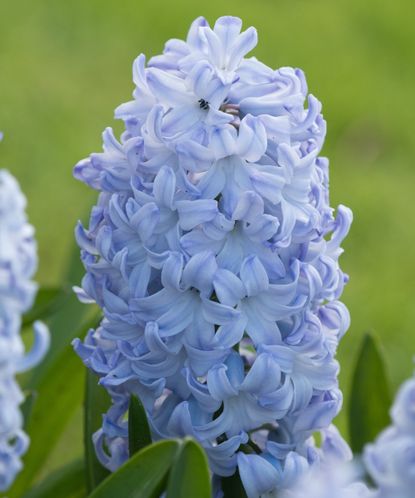 Best hyacinth varieties – 15 seasonal bulb choices | Homes and Gardens