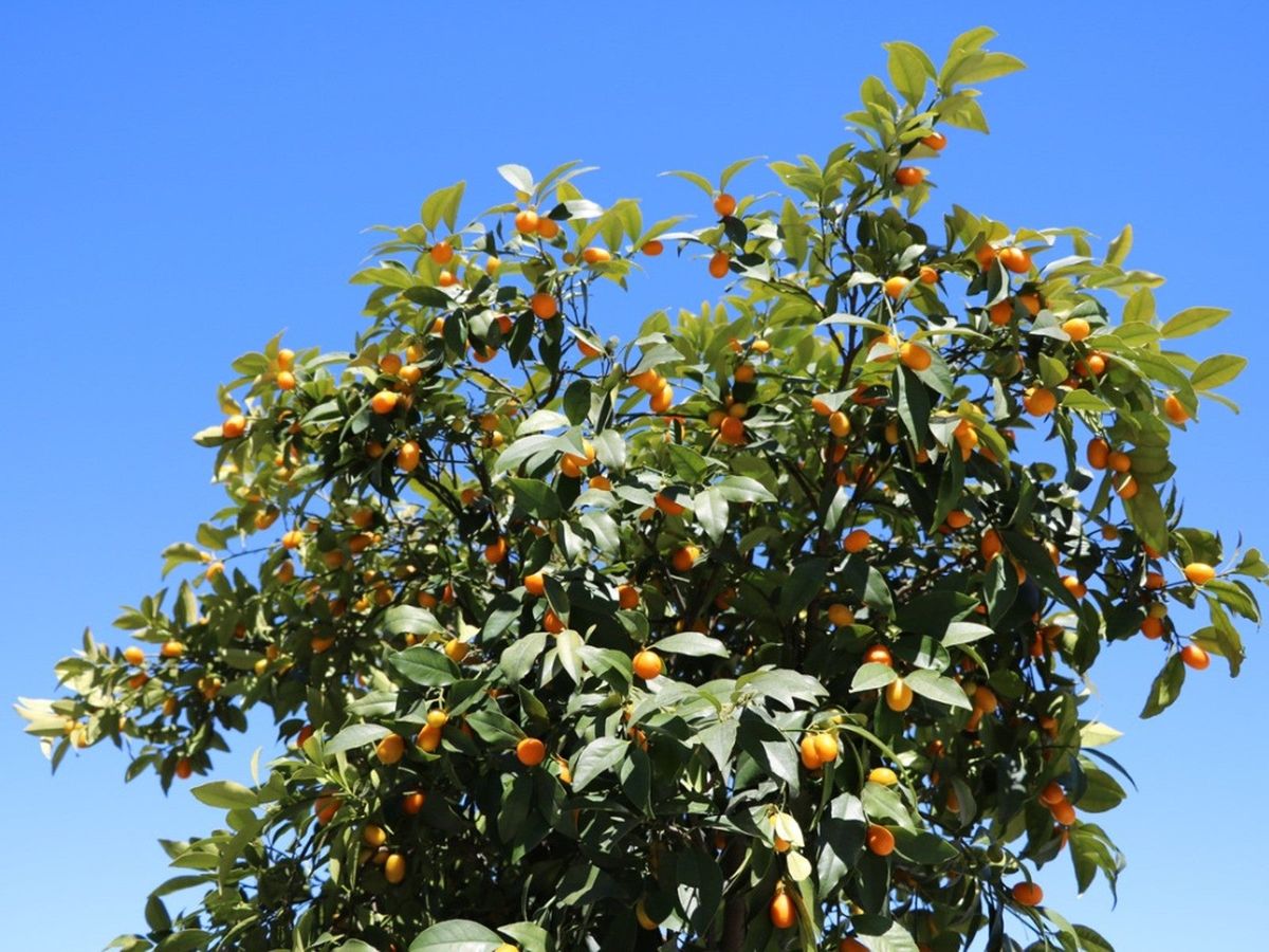 Trovita Growing Info: Learn About Trovita Orange Tree Care | Gardening ...