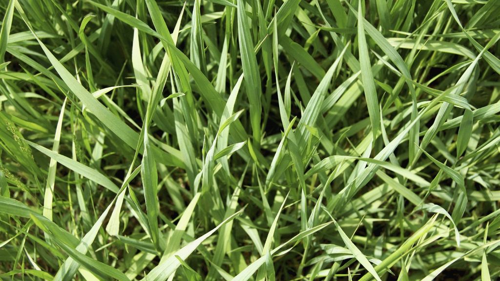 Controlling Tall Fescue: How To Get Rid Of Tall Fescue In The Lawn ...