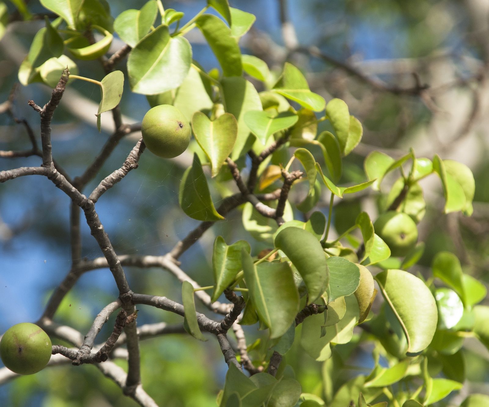 5 toxic and poisonous trees that gardeners should know about | Homes ...