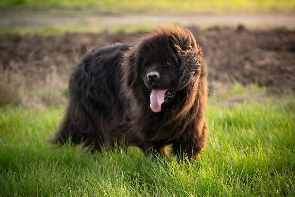 9 strongest dog breeds in the world | PetsRadar