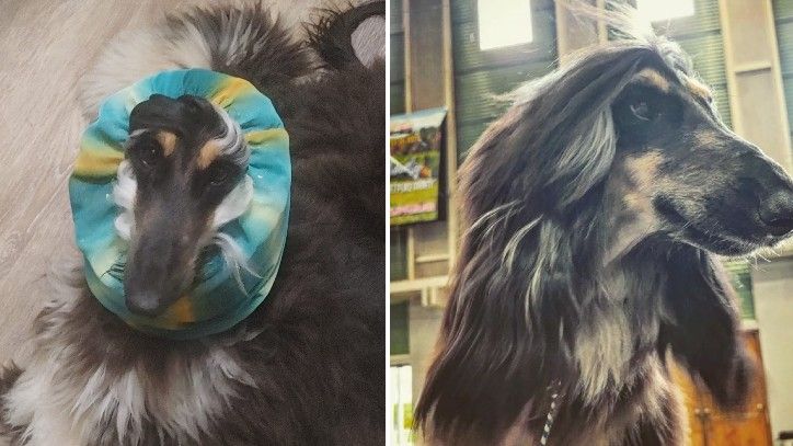 Liam the Afghan Hound runs amok at Idaho dog show, and it’s hilarious ...