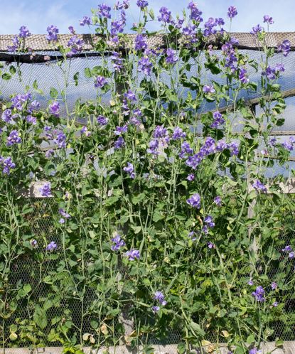 Climbing plant support ideas: 8 practical but pretty looks | Homes and ...