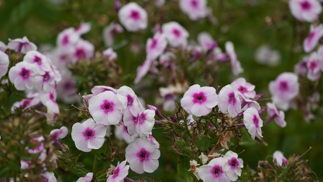 7 disease-resistant plants to grow | Tom's Guide