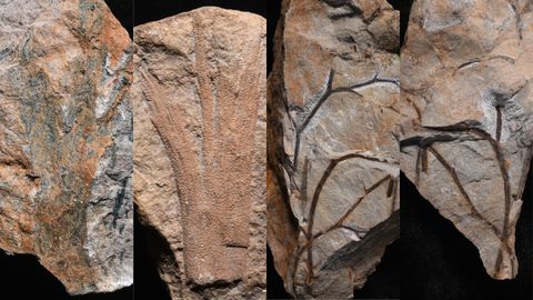 390 million-year-old fossilized forest is the oldest ever discovered ...