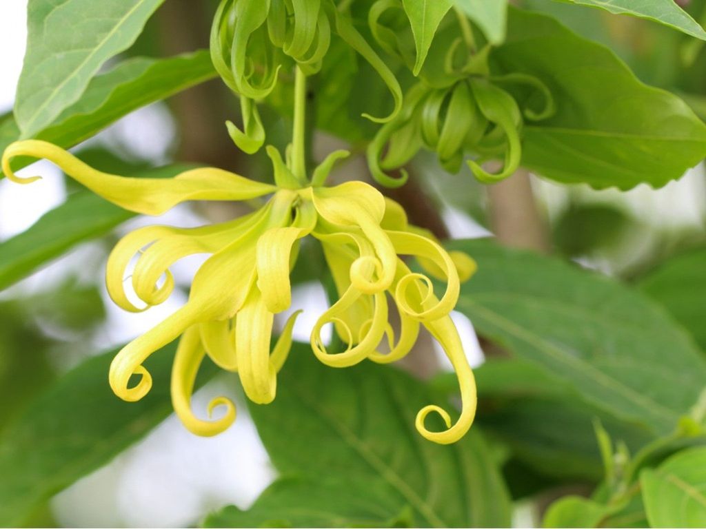 How To Grow Ylang Ylang In Pots - Caring For A Potted Ylang Ylang Tree ...