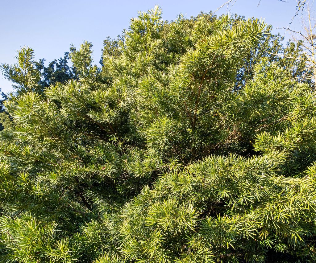 Best low-maintenance dwarf evergreens: 5 easy plants to grow | Homes ...