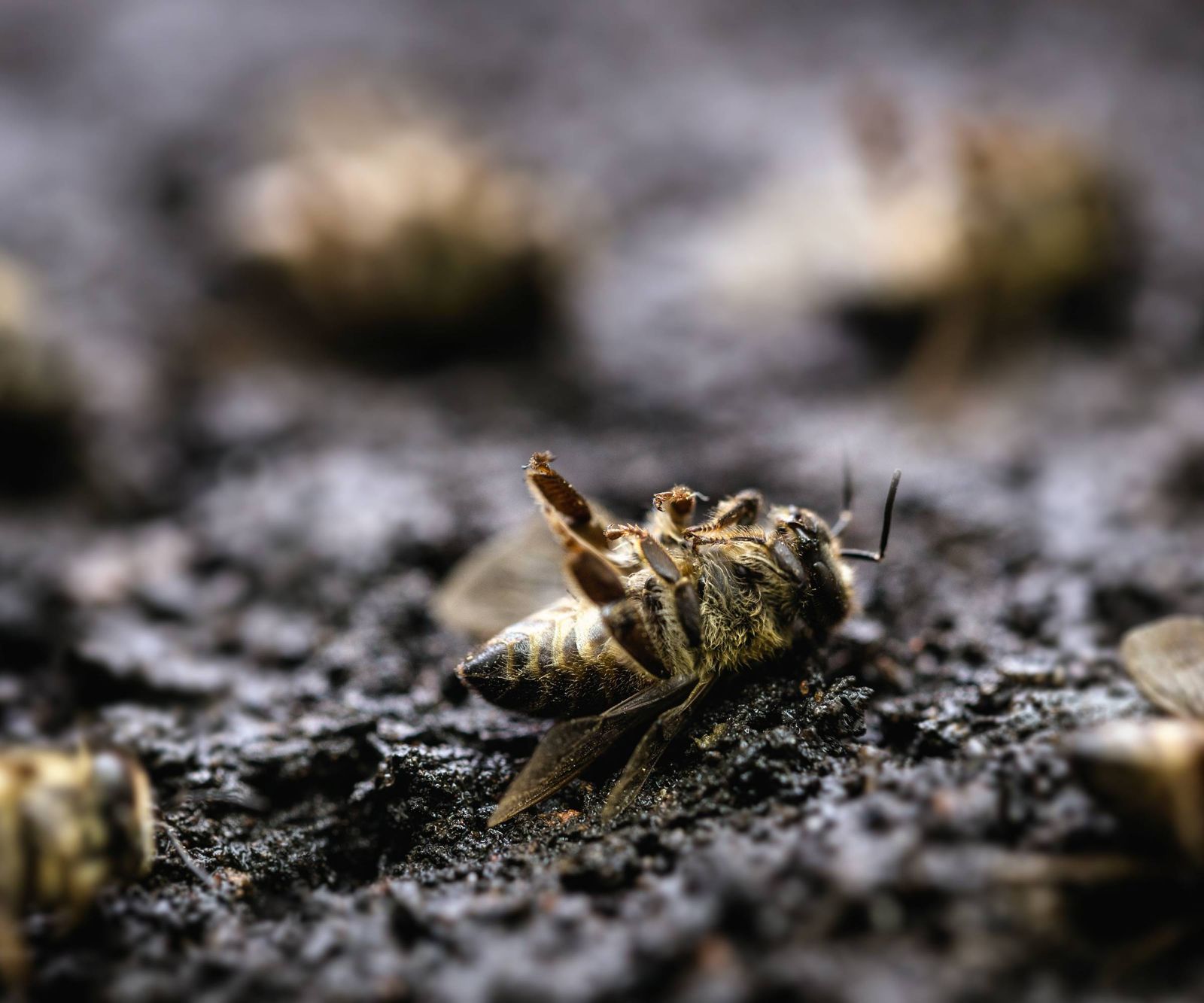 All About Neonicotinoids – And How To Keep Pollinators Safe | Gardening ...