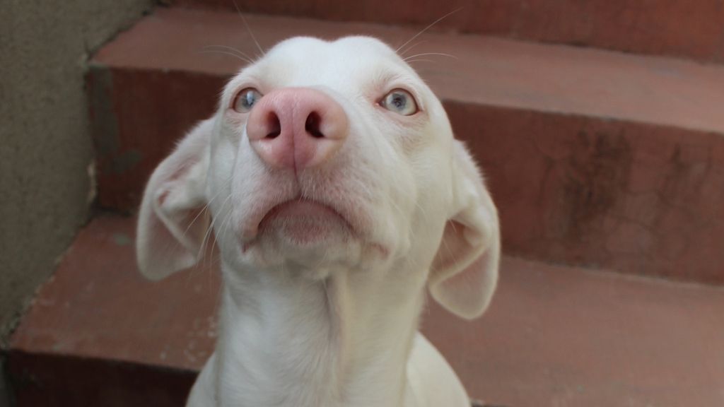 Albino dogs: 32 facts you didn’t know | PetsRadar