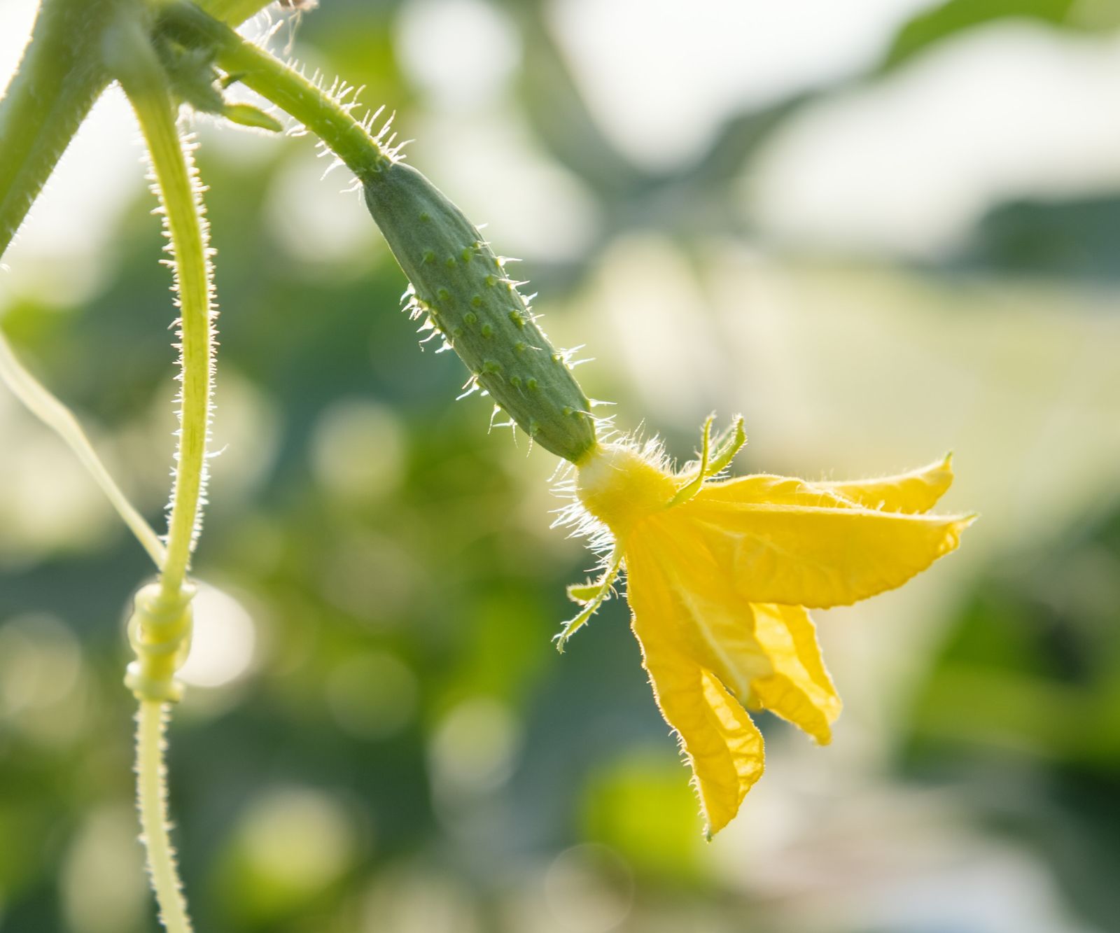 When to fertilize cucumbers: expert tips for how to feed | Homes and ...