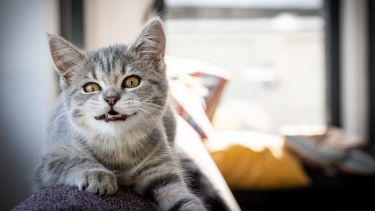 Preparing for a kitten: A to-do list | PetsRadar