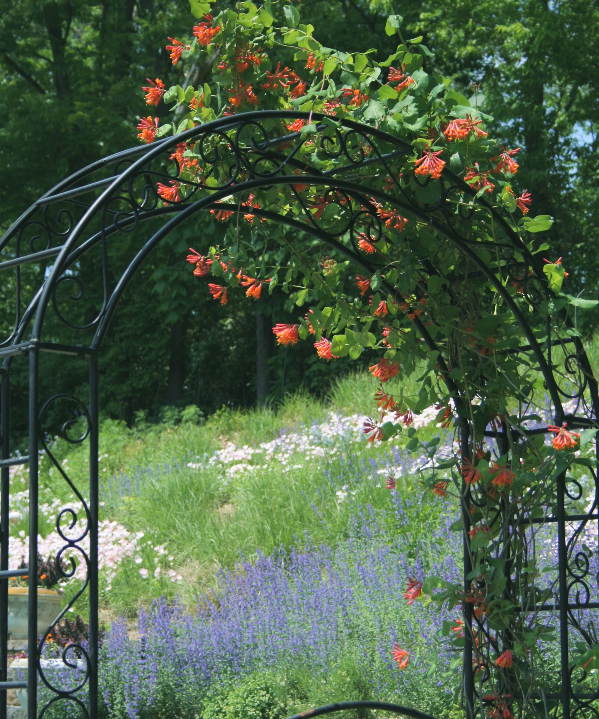 How to grow coral honeysuckle: an easy flowering vine | Homes and Gardens