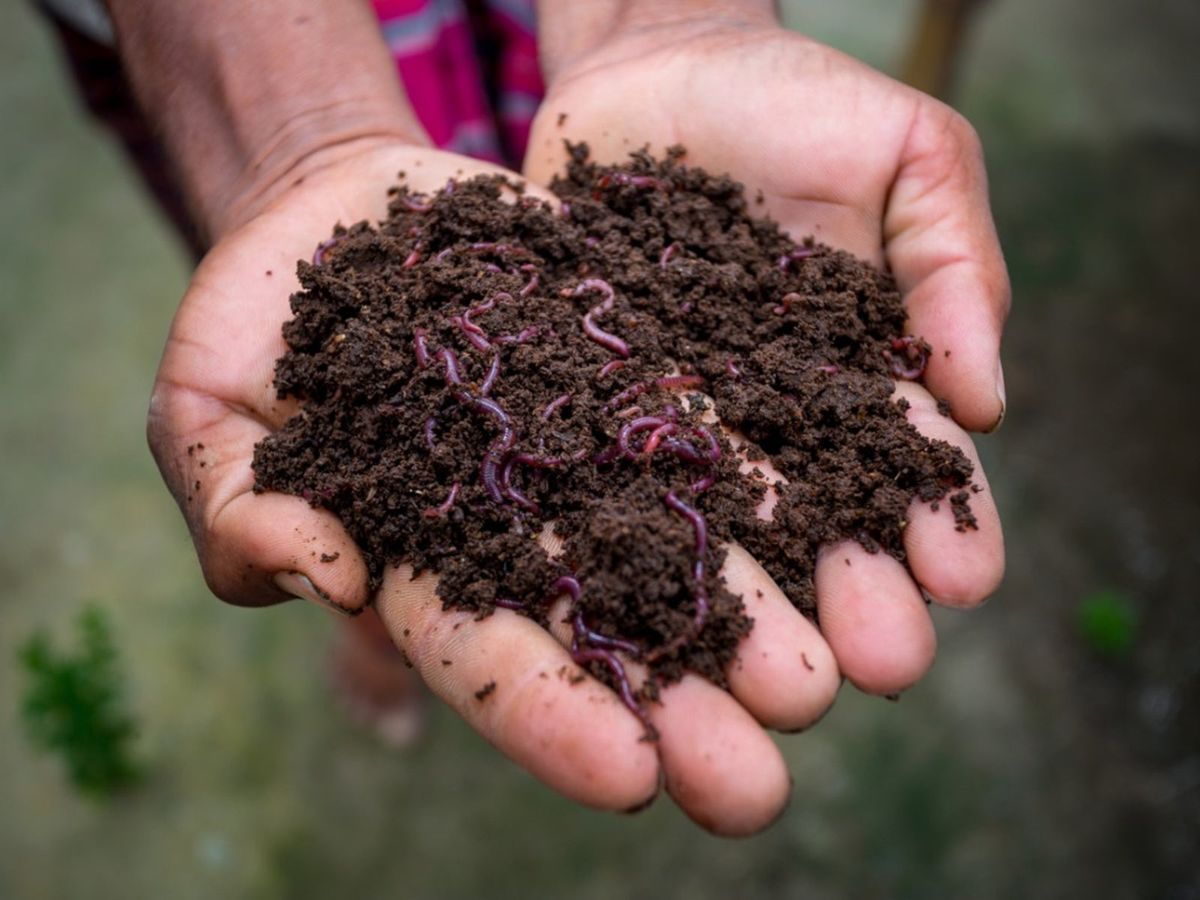Winter Worm Composting - Tips For Worm Farming In Cold Weather ...