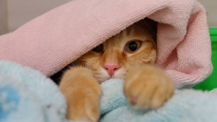 Cat cooling tricks: How to cool down a cat in hot weather | PetsRadar