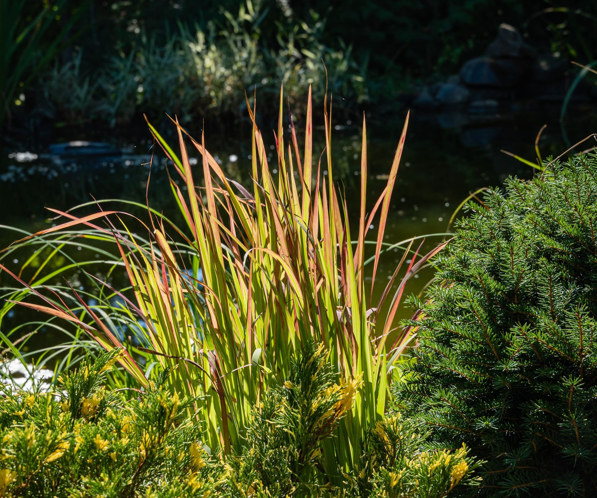 How to grow Japanese blood grass: for a colorful plant | Homes and Gardens