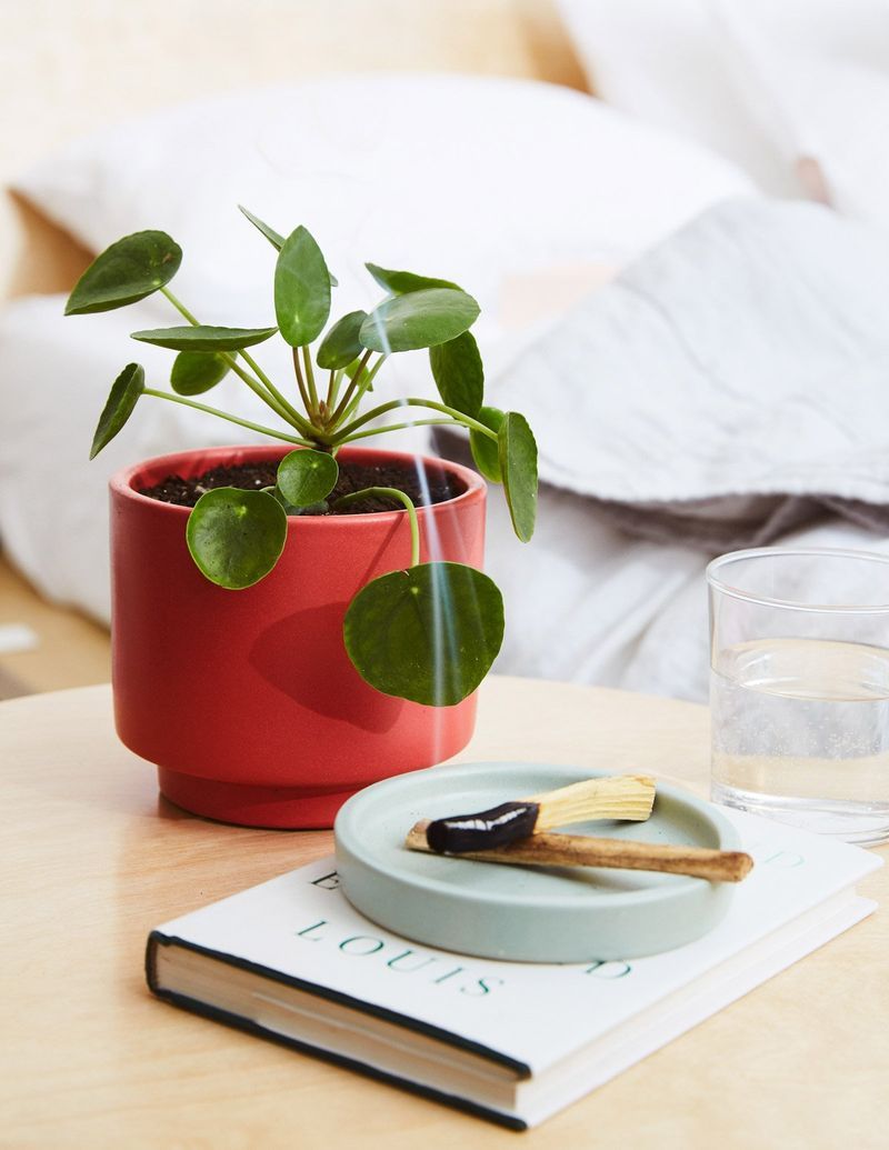 9 Best Easy Indoor Plants | Houseplants for Any House or Apartment ...