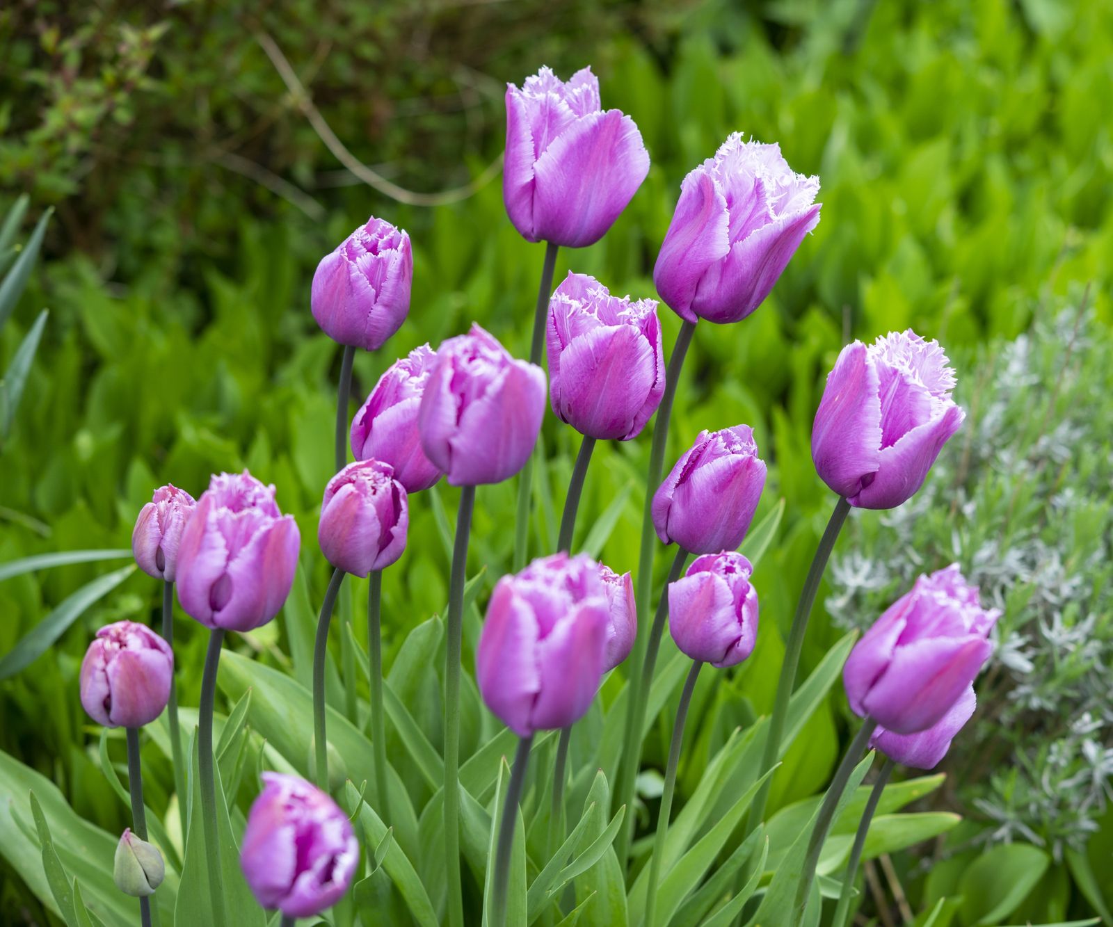 Best fringed tulip varieties: 7 picks to plant in fall | Homes and Gardens