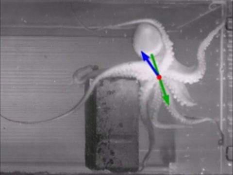 Octopuses Have Moves, But No Rhythm | Live Science