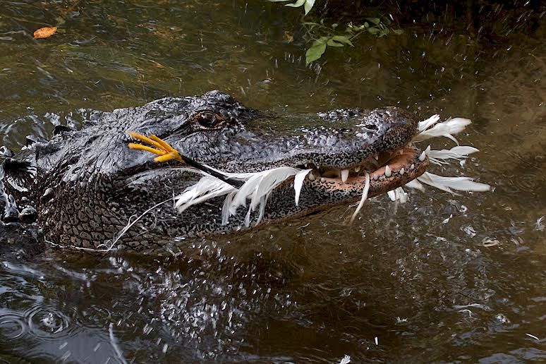 Alligators and Crocodiles Use Tools to Hunt, in a First | Live Science