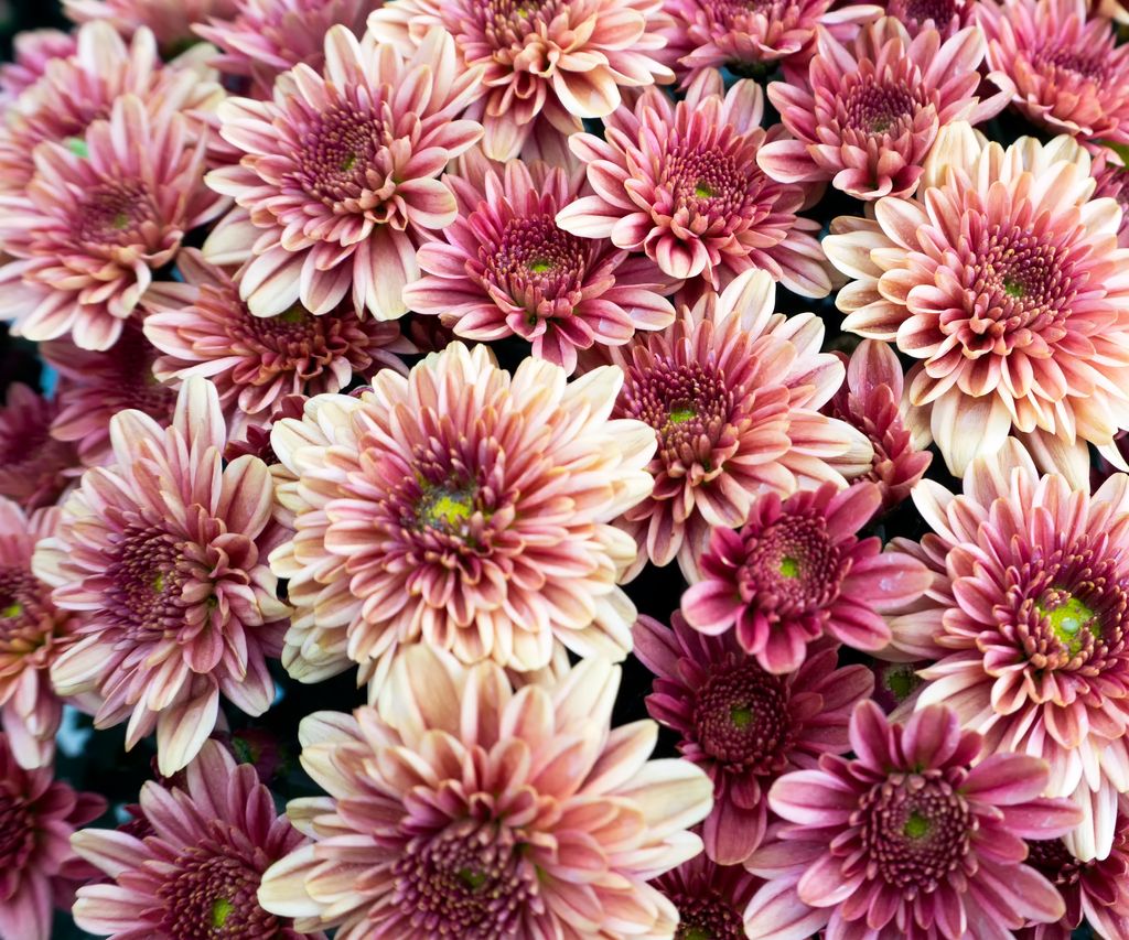 How to winterize mums: advice to protect fall favorites | Homes and Gardens