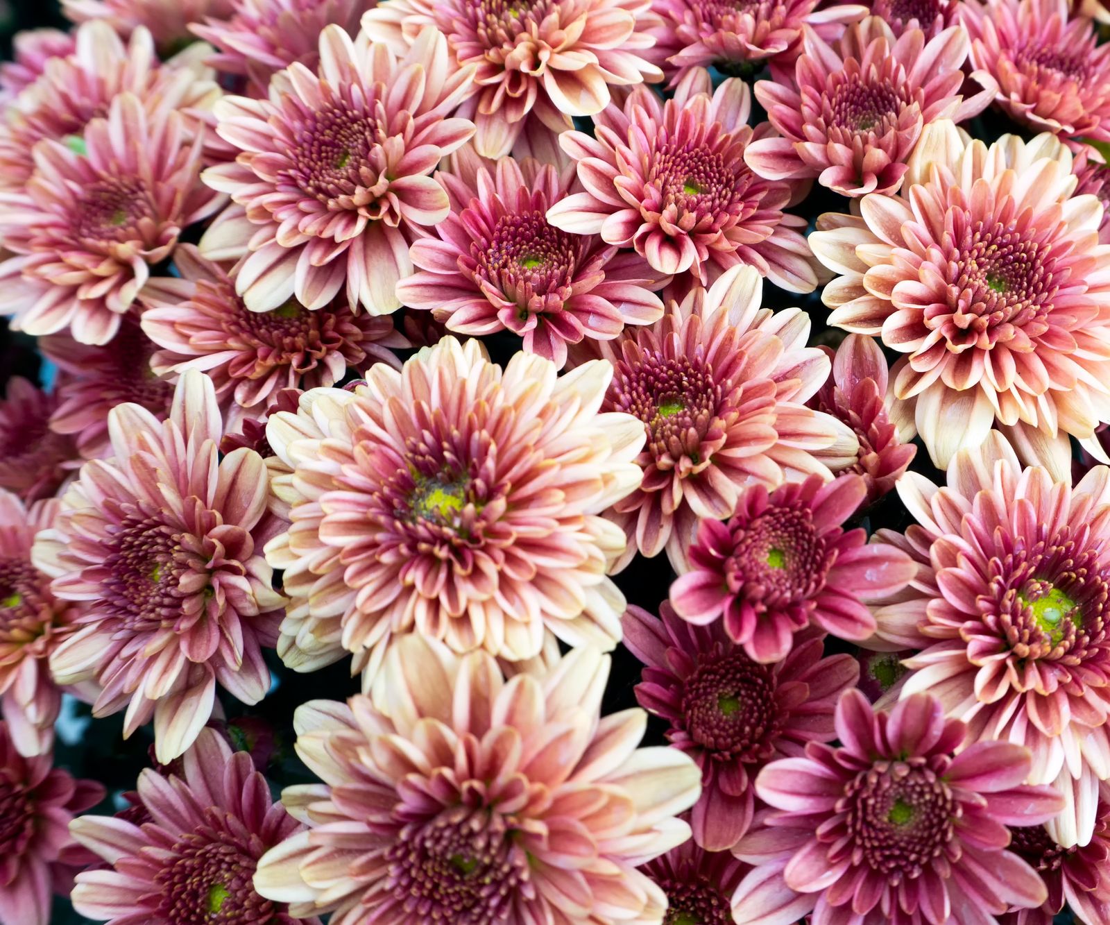 How to winterize mums: advice to protect fall favorites | Homes and Gardens