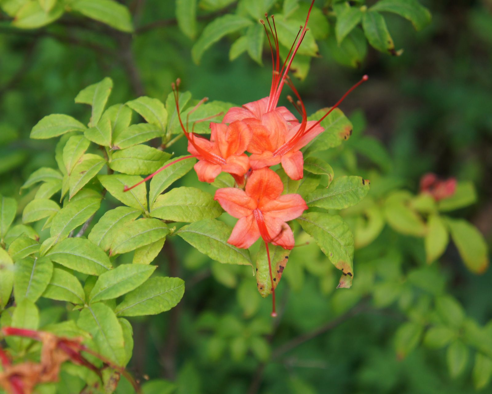 8 Noteworthy Native Azaleas You Should Know – And Grow! | Gardening ...