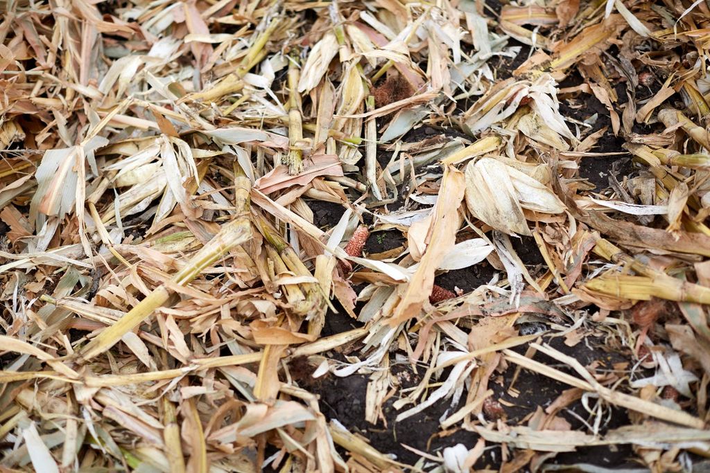 Separating Seeds From Chaff: What Is Chaff And How To Get Rid Of It ...