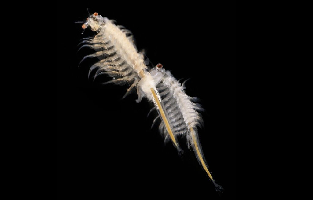 What are Sea-Monkeys? | Live Science