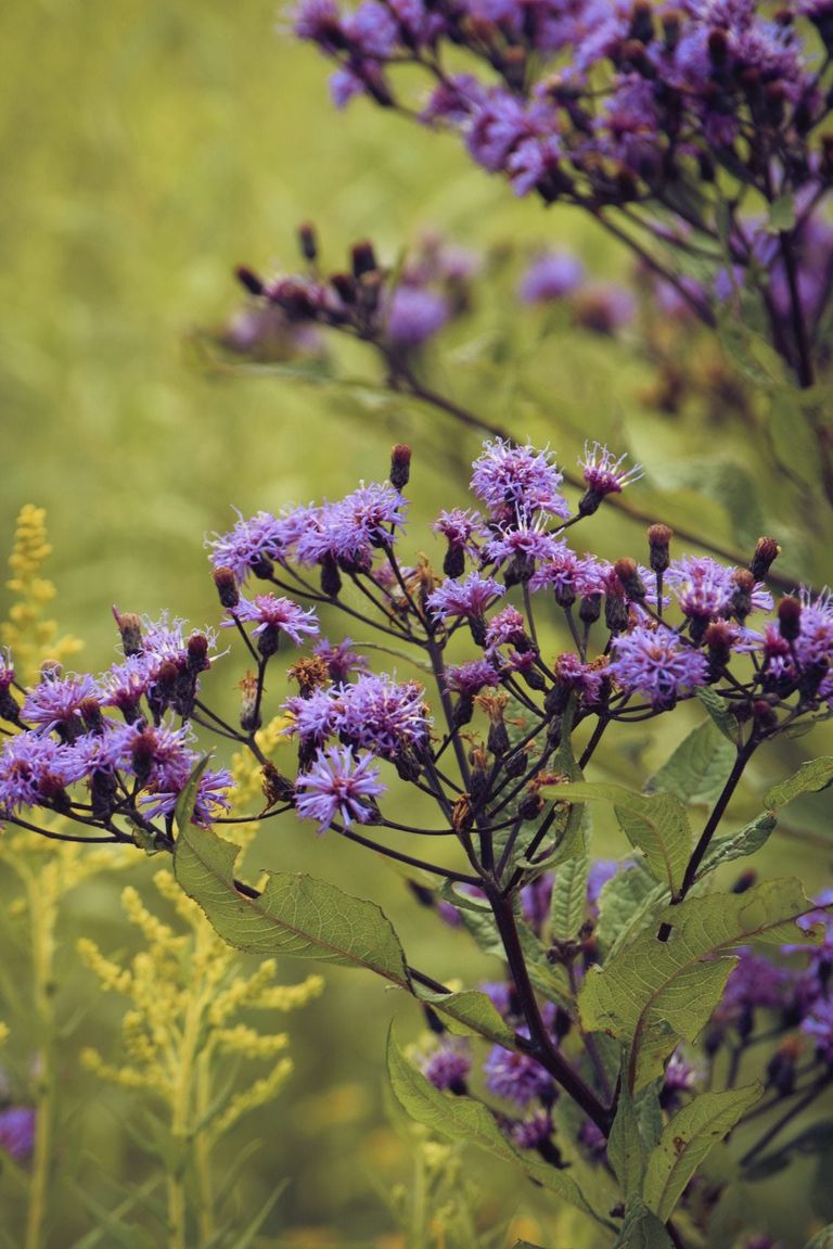 Ironweed Plant Control - Learn How To Kill Ironweed In Unwanted Areas ...