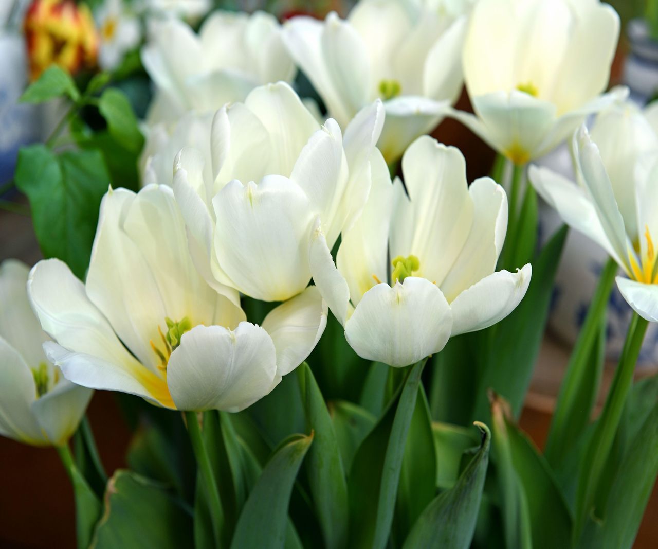 7 of the most popular tulip types explained | Homes and Gardens