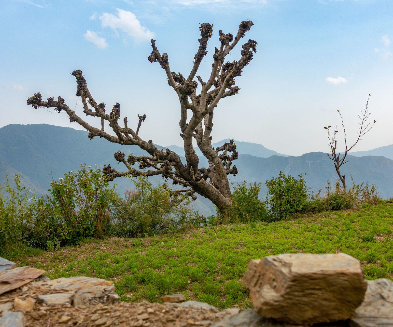 Tree pruning mistakes to avoid making in your backyard | Homes and Gardens