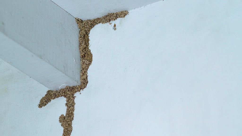 7 telltale signs you have termites in your home | Tom's Guide