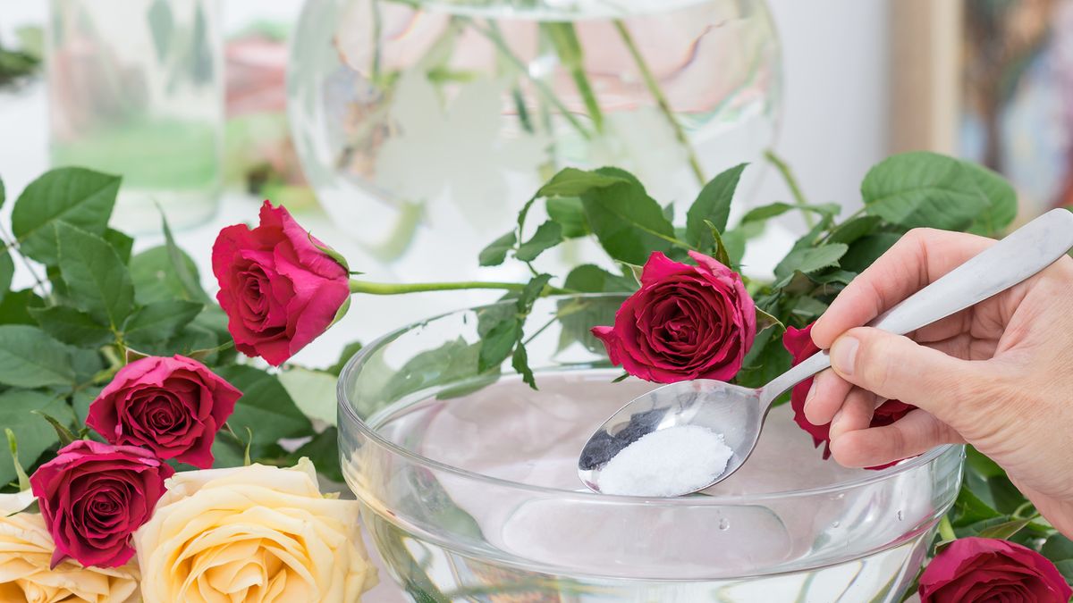 How to care for roses in fall and winter — for beautiful blooms year ...
