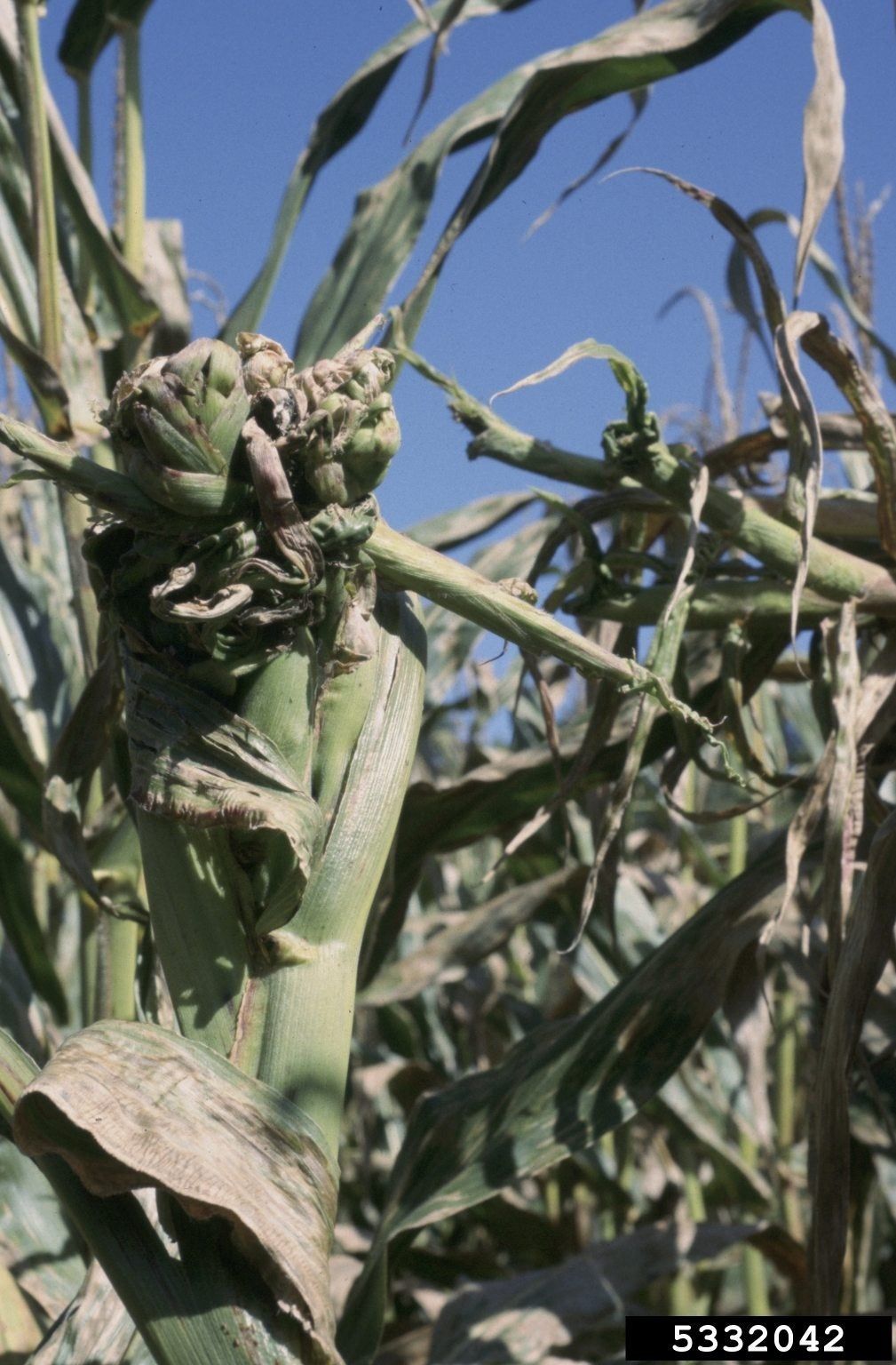 Sweet Corn Crazy Top Info: Learn About Downy Mildew Of Sweet Corn Crops ...