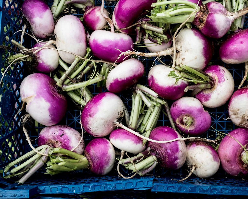 How to store turnips from the garden to maximize your crop | Gardeningetc