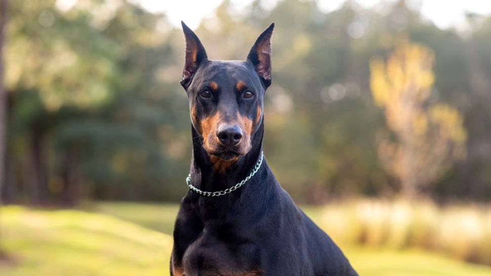 20 easiest dogs to train | PetsRadar