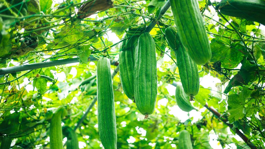 How to grow luffa: top tips for great harvests | Homes and Gardens