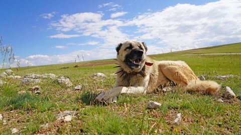 32 of the best outdoor dogs | PetsRadar