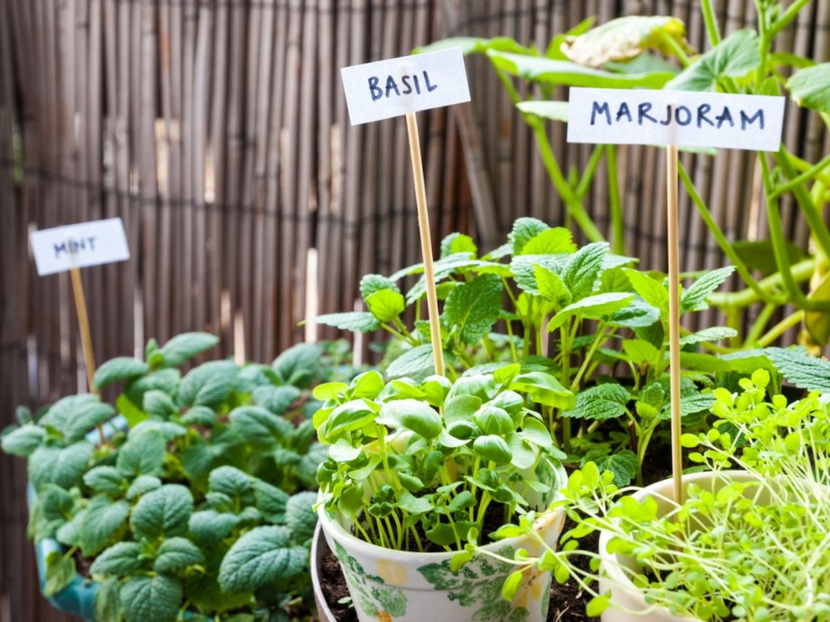 Types Of Common Garden Herbs | Gardening Know How