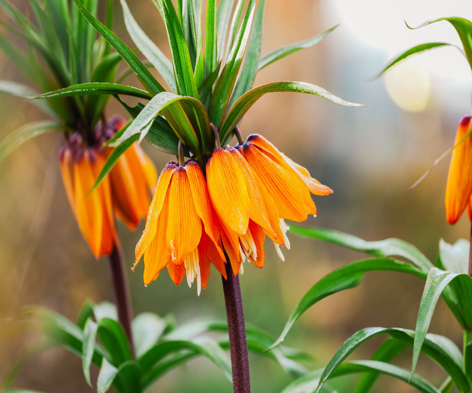 Worst-smelling plants: expert advice on species to avoid | Homes and ...