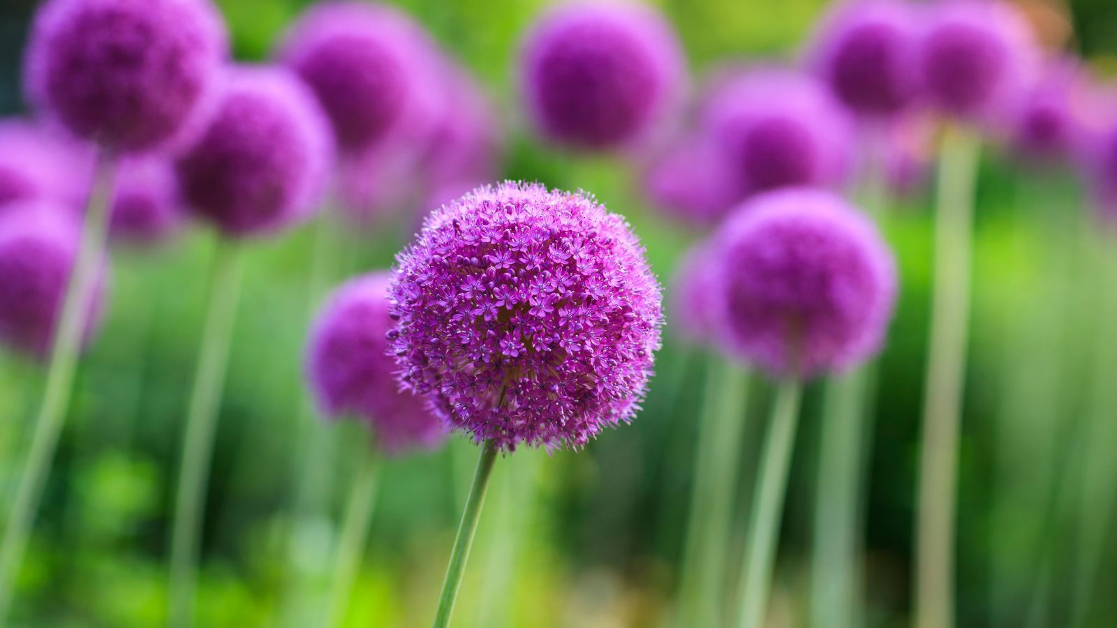 When to plant allium bulbs: for spectacular results