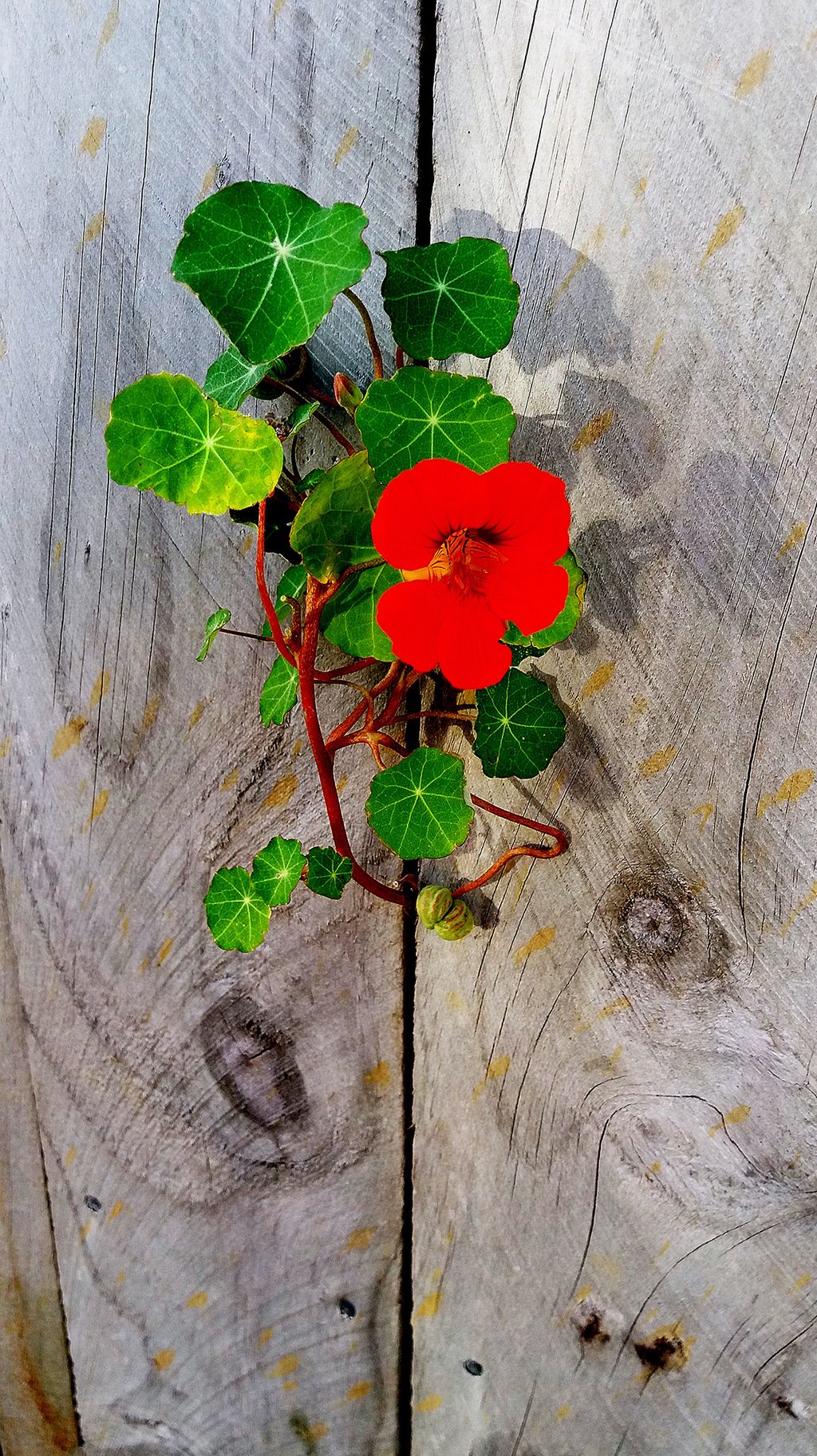 How to grow nasturtium: essential guide to growing nasturtium | Homes ...