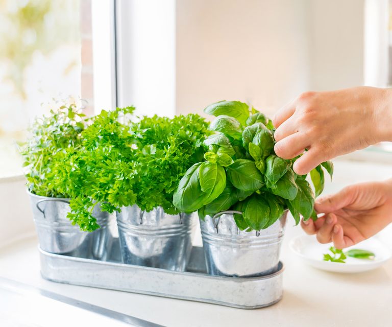 Growing herbs in pots: 10 expert tips for success | Homes and Gardens