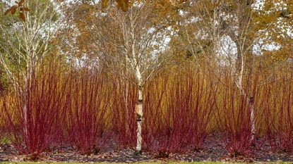 An expert guide to coppicing and the most suitable trees | Homes and ...